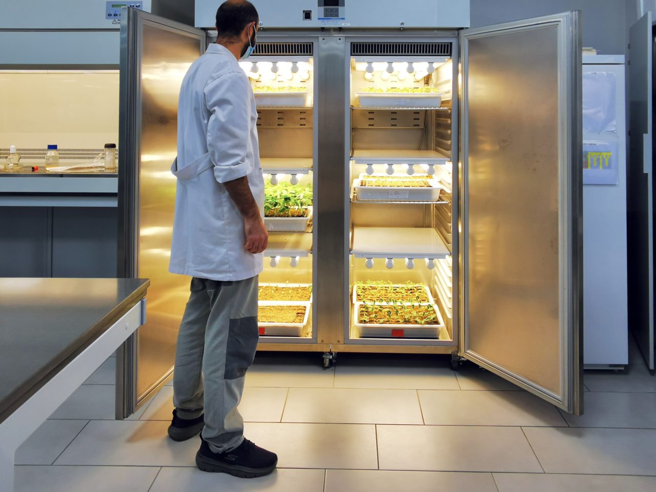 Agricultural Biostimulants: uses, advantatges and future - Futureco