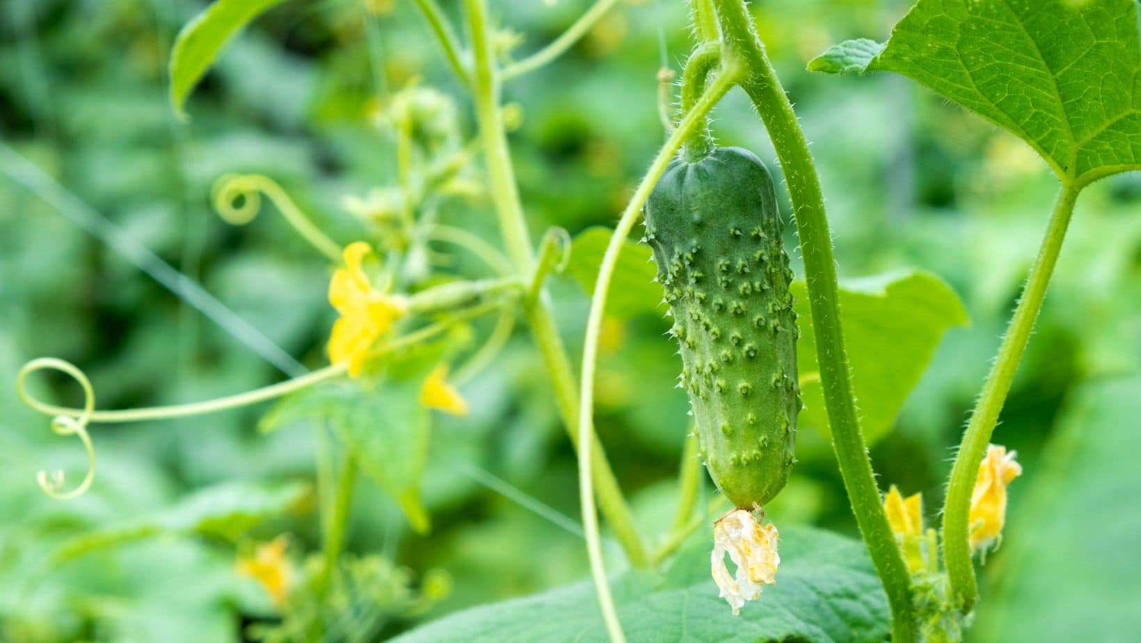 Partes De La Planta Y Pepino Cultivo Del Pepino – Botanical Online