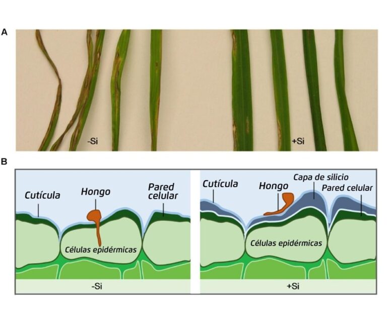 5 beneficios del silicio en las plantas para la producción de ...