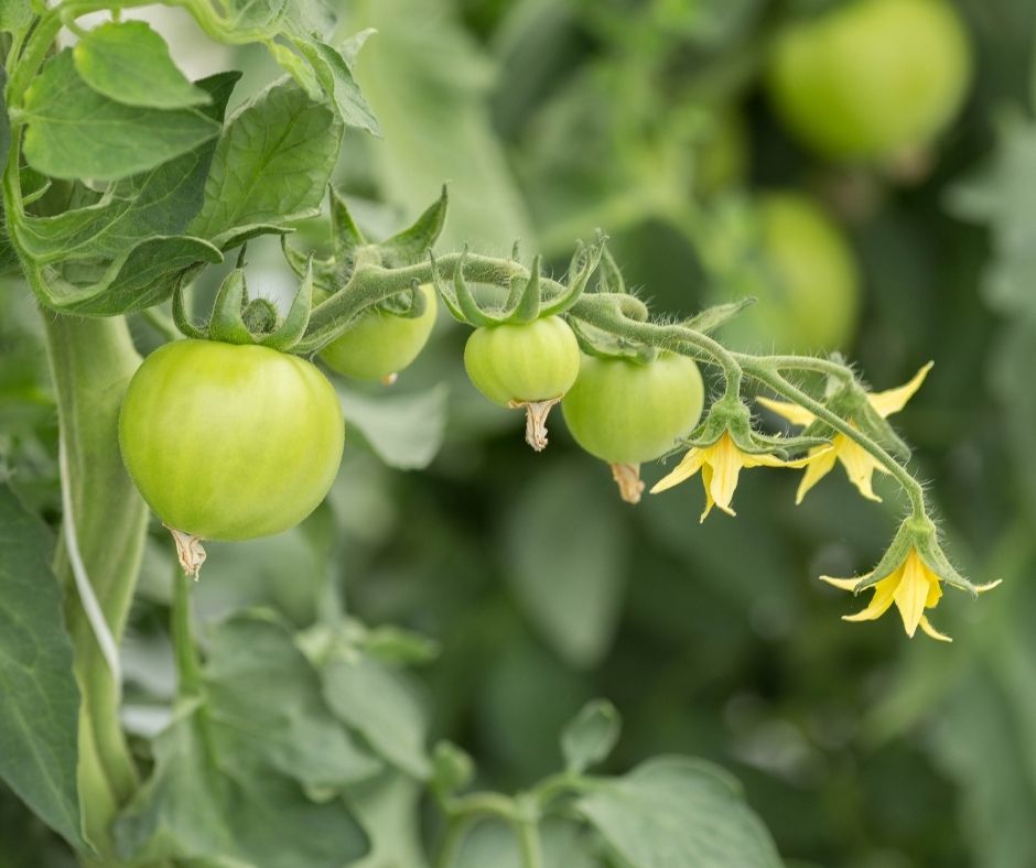 Stratégies visant à augmenter la nouaison et à maximiser le rendement des cultures - Futureco ...