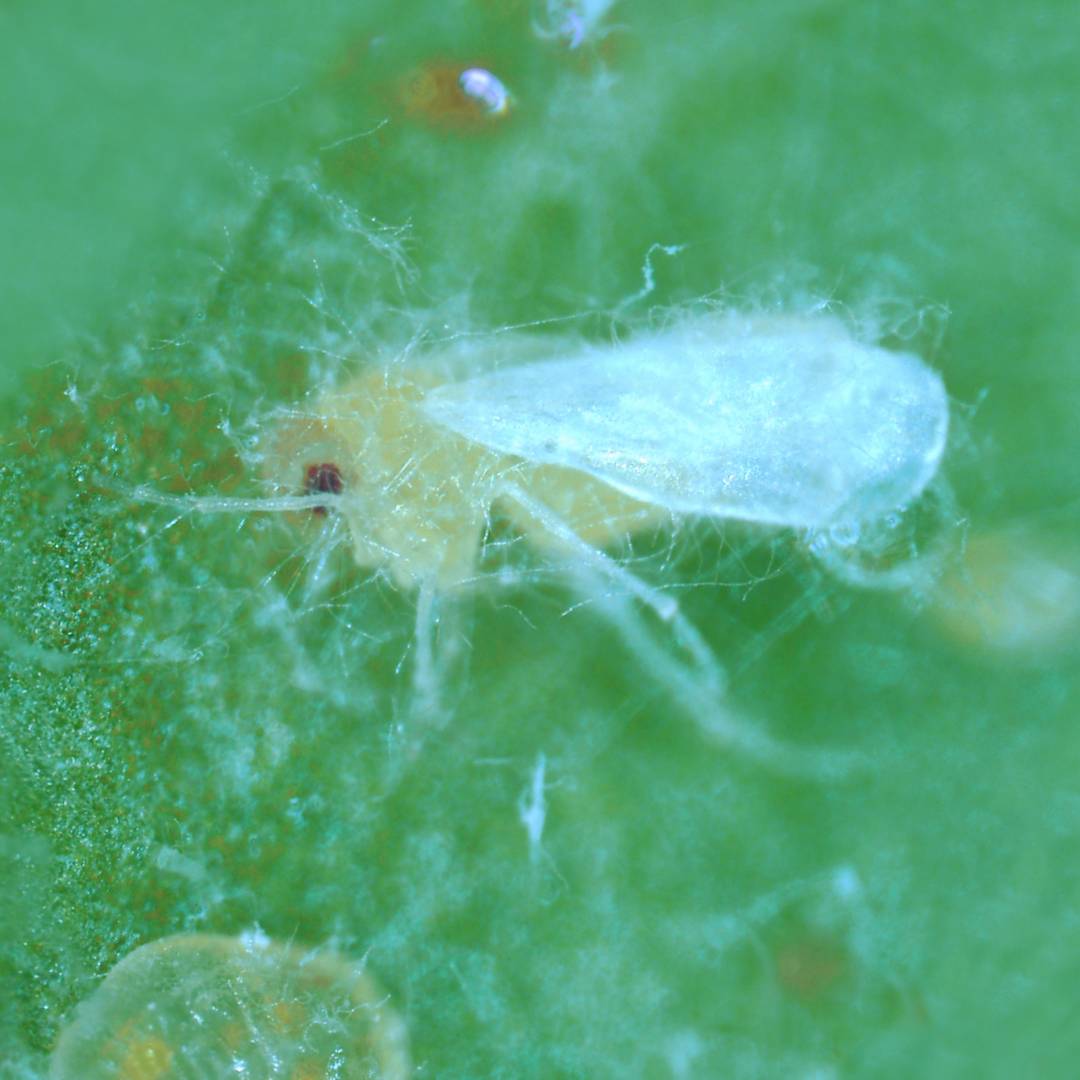 Clés pour la lutte biologique contre l'aleurode sur tomate - Futureco ...