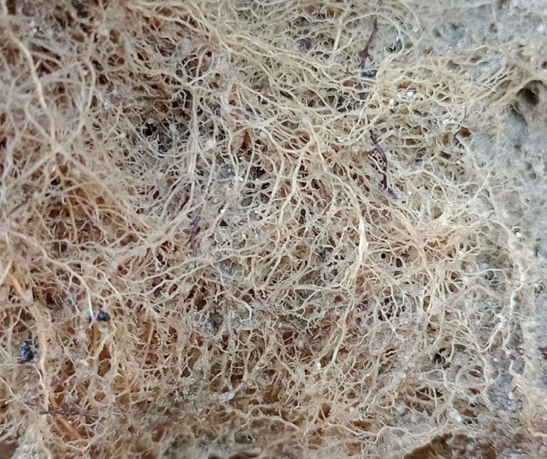 Productos biotecnológicos para agricultura sostenible - Futureco Bioscience